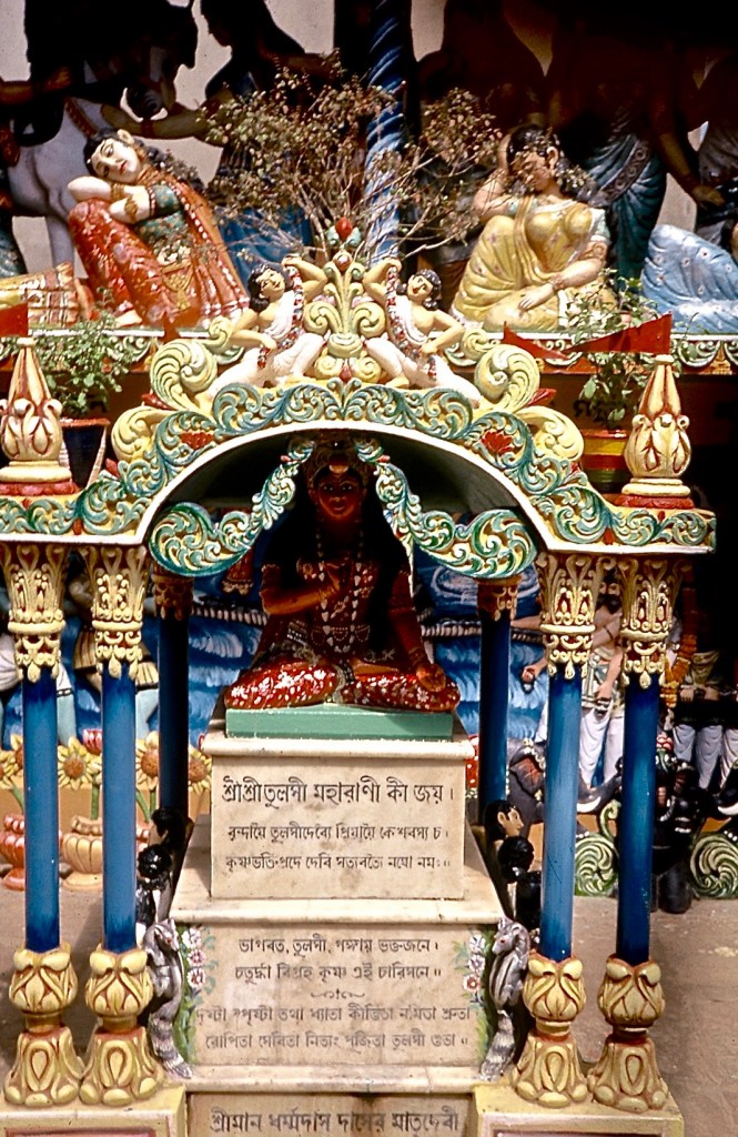 A Sacred Plant: Tulasi | Sri Deva Sthanam
