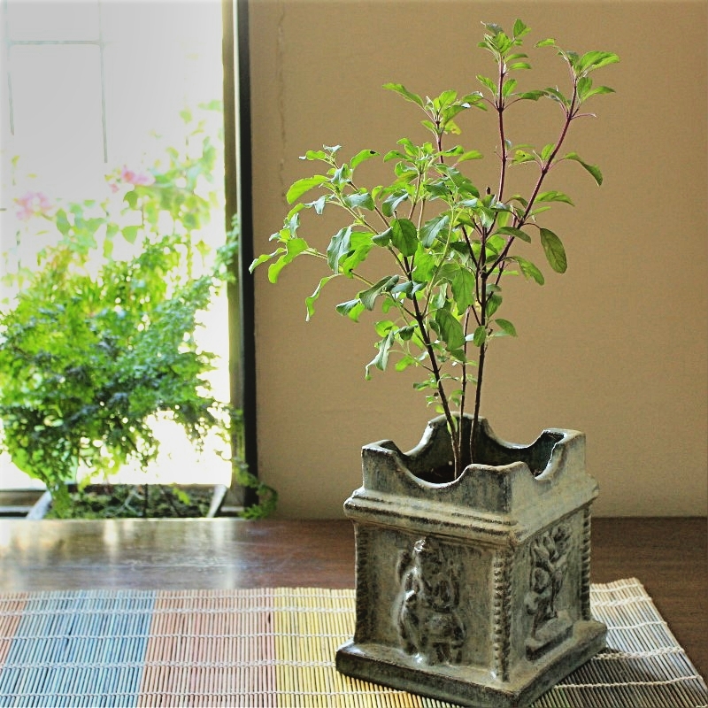 A Sacred Plant: Tulasi | Sri Deva Sthanam